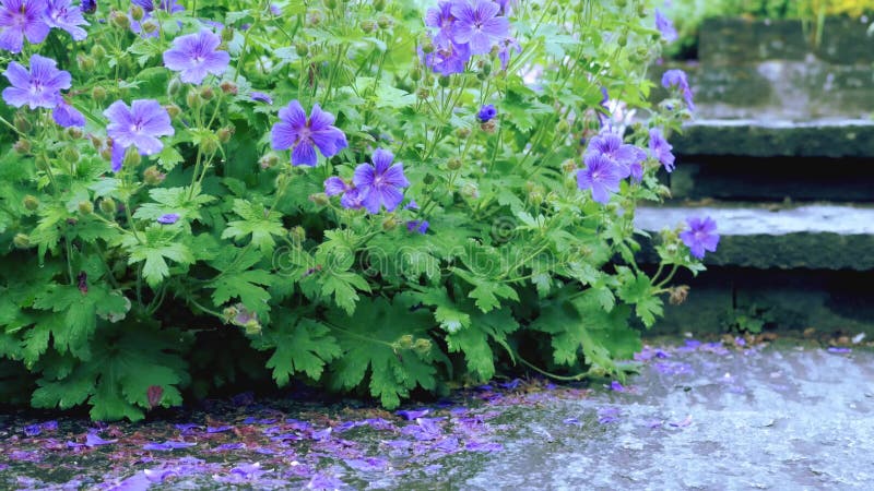 Purple Flowers on a Green Background Around the Path. Stock Image ...