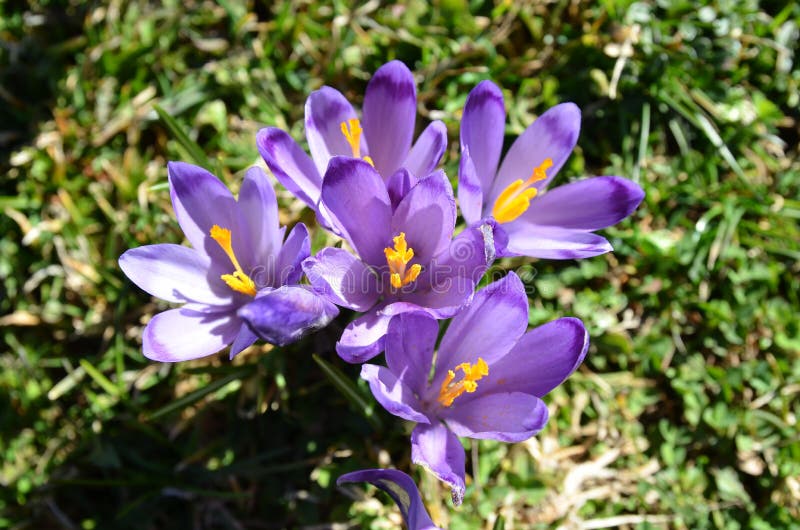 Purple Flowers in the Green Grass at Early Spring Stock Image - Image ...