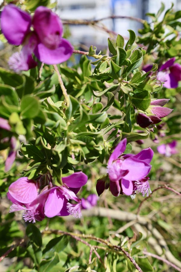Purple flowers greenery stock image. Image of natural - 363732565
