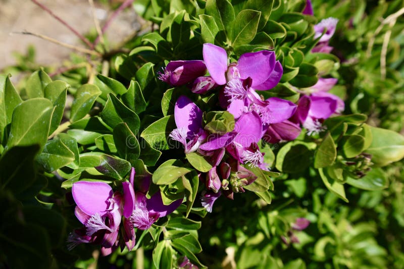 Purple flowers greenery stock image. Image of nature - 363732661
