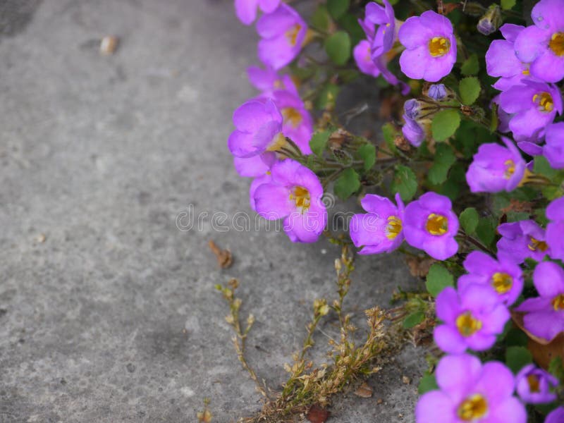Purple flowers stock photo. Image of small, ground, concrete - 79742416