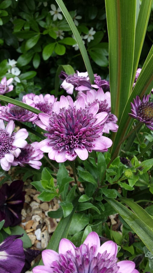 Purple flowers stock photo. Image of flowers, shrubbery - 69534788