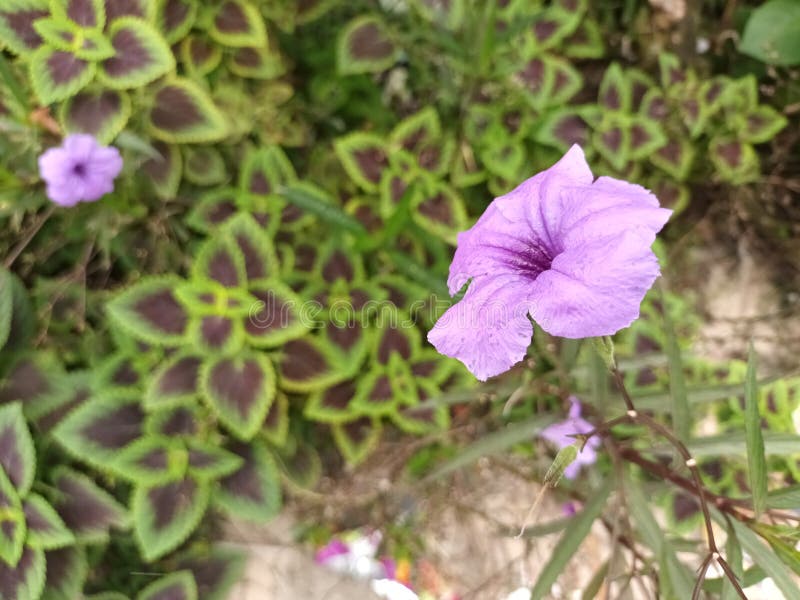 Purple Flowers Grow Beautifully Stock Photo - Image of purple, petal ...