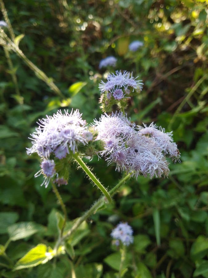 Wild Flowers that Grow Naturally Grow Around the Garden Stock Image ...