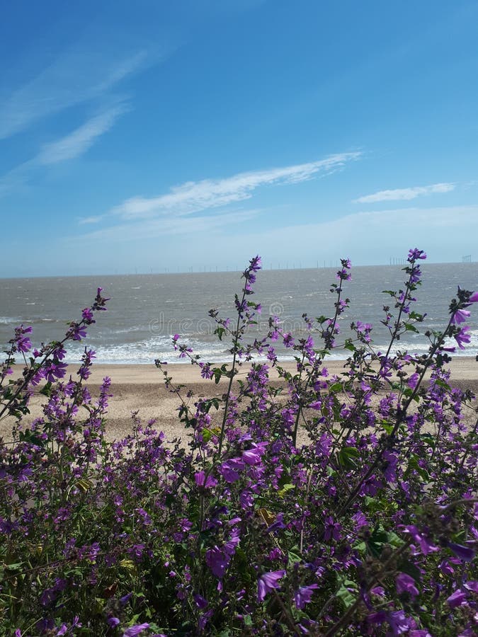 A Beautiful Summer Day stock image. Image of purple - 120422409