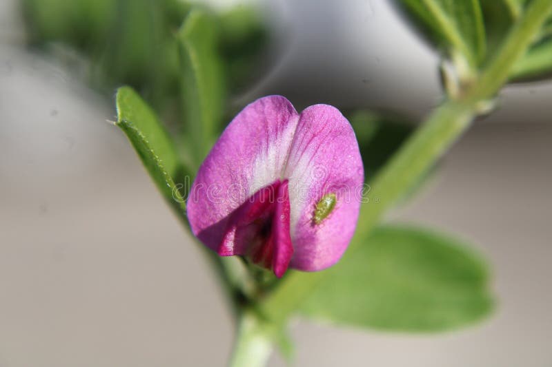 Purple Flowers Growing in the Gardens Outside. Stock Image - Image of ...