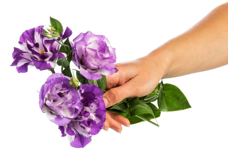 Purple flowers in hand stock image. Image of bouquet - 54006907