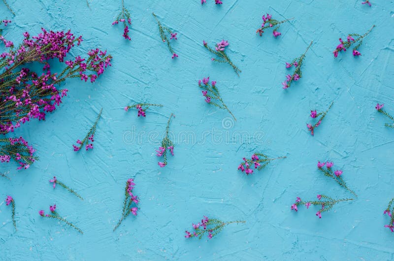 Purple Flowers of Heather on Blue Background. Flat Lay Stock Photo ...
