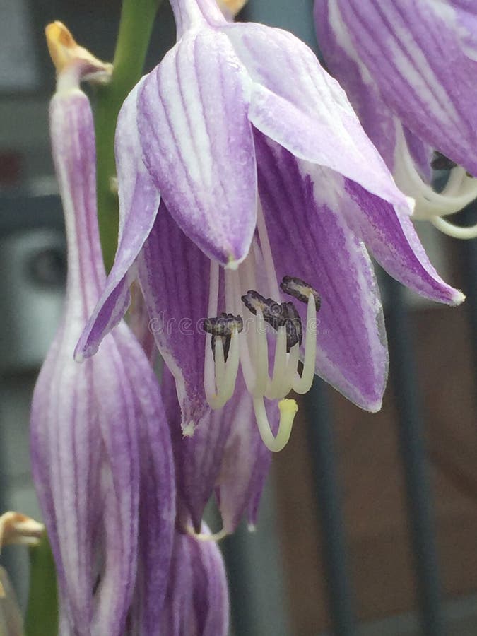 Flowers on a hosta plant stock photo. Image of purple - 126279556