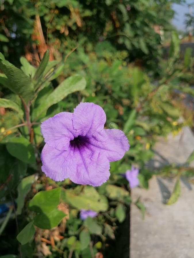 29,814 Indonesian Island Stock Photos - Free & Royalty-Free Stock ...