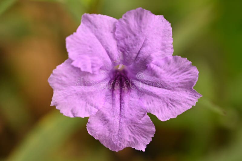 Purple flowers on its stem stock photo. Image of spring - 257667688