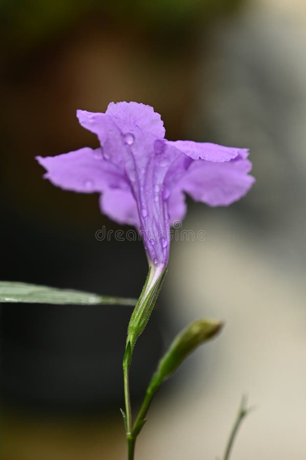 Purple flowers on its stem stock photo. Image of beautiful - 257667692