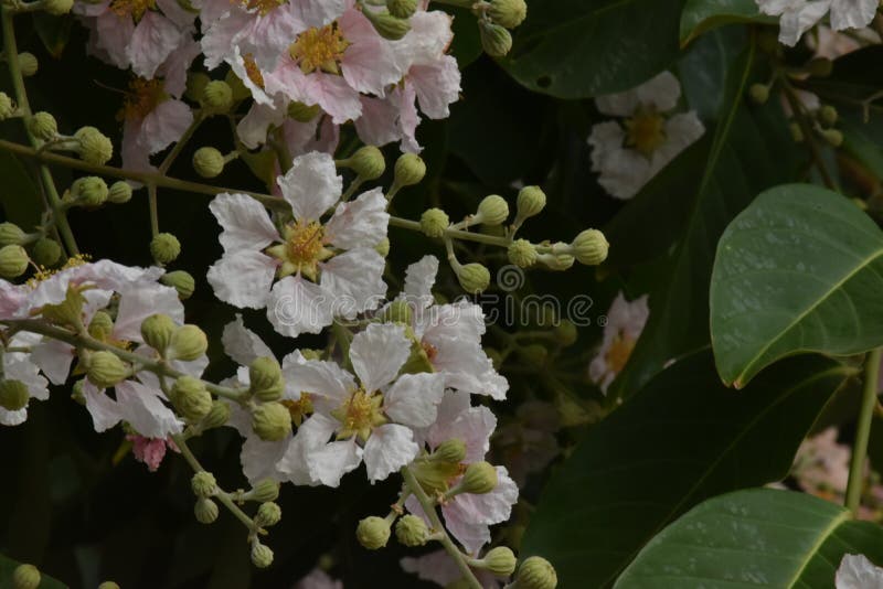 Lagerstroemia speciosa stock image. Image of crepe, leaf - 178215449