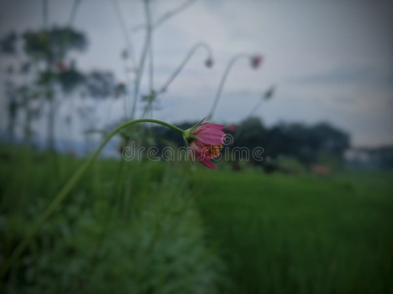 Purple Flowers that Live in the Middle, Rice Fields Stock Photo - Image ...