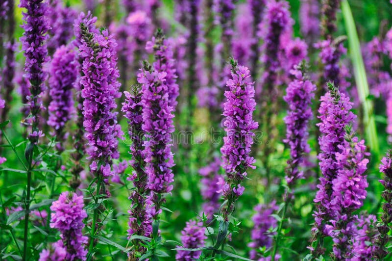 Purple Flowers in a Meadow in the Mountains Lythrum Virgatum Stock ...