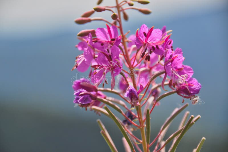 Purple Flowers in a Meadow in the Mountains Willowherb Stock Image ...