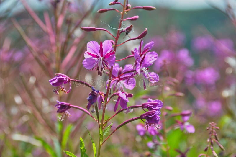 Purple Flowers in a Meadow in the Mountains Willowherb Stock Image ...