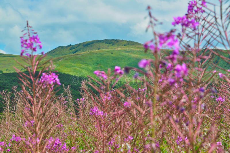 Purple Flowers in a Meadow in the Mountains Willowherb Stock Photo ...