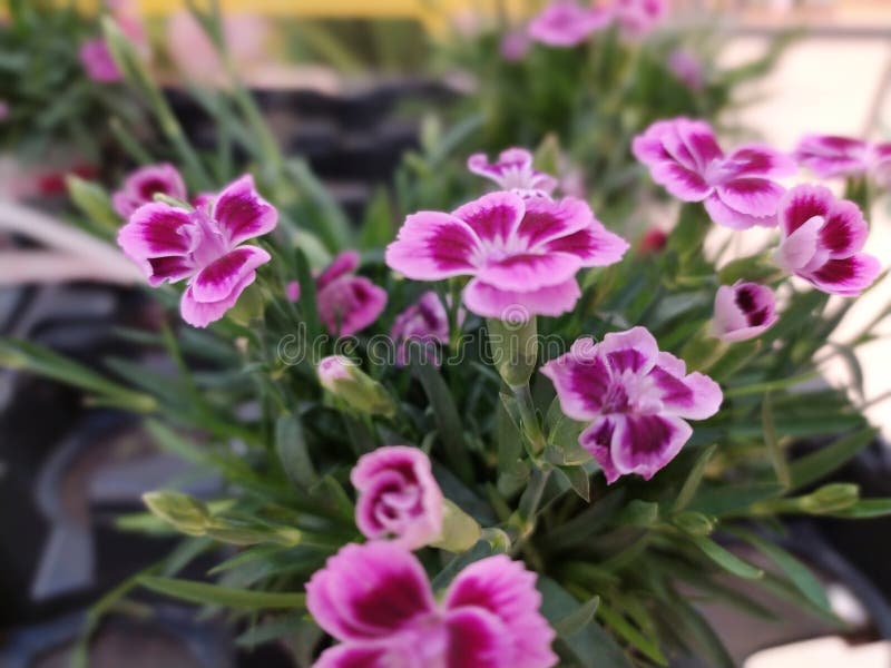 Purple Flowers of Mini Carnation Stock Image - Image of mini, garden ...
