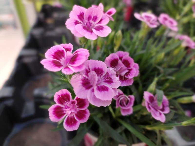 Purple Flowers of Mini Carnation Stock Image - Image of purple, garden ...