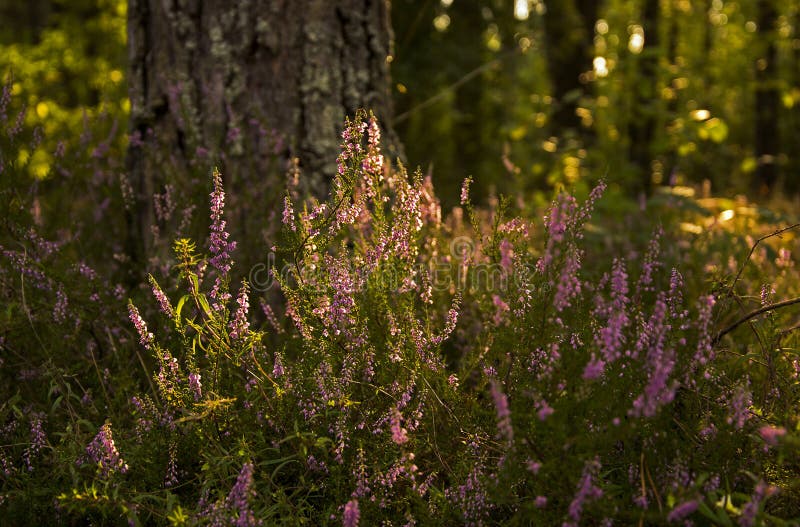 Purple flowers near a tree stock photo. Image of nature - 44399214