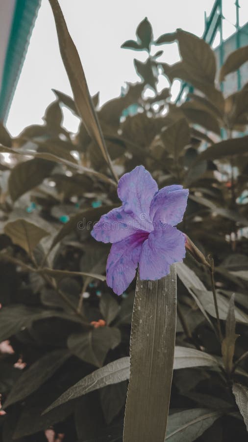 Purple Flowers in Objects at School Stock Photo - Image of lilac ...