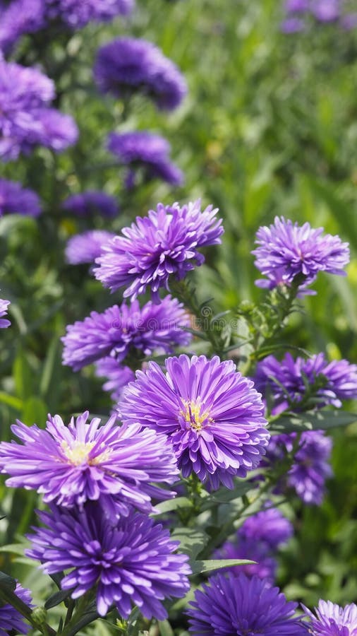 Purple Flowers Orchid in Indonesia West Java Stock Image - Image of ...