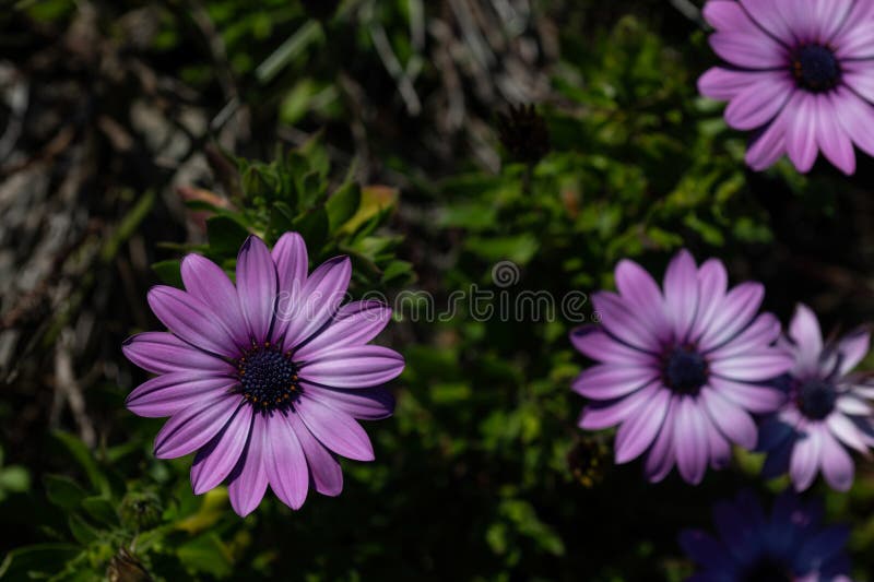 Purple Flowers, Osteospermun, African Daisy, Purple Chamomile Flowers ...