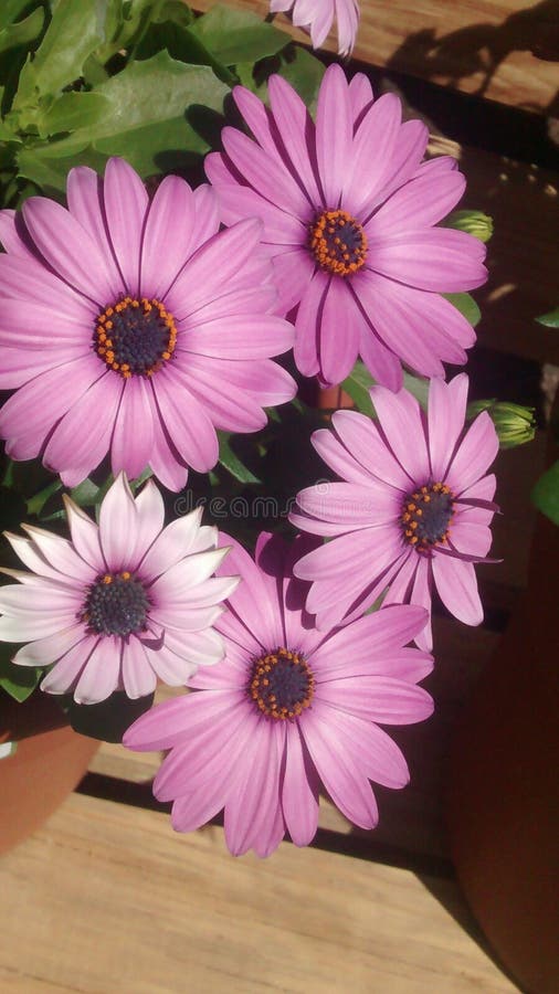 Purple flowers stock image. Image of ohhhhh, pretty, purple - 76146423