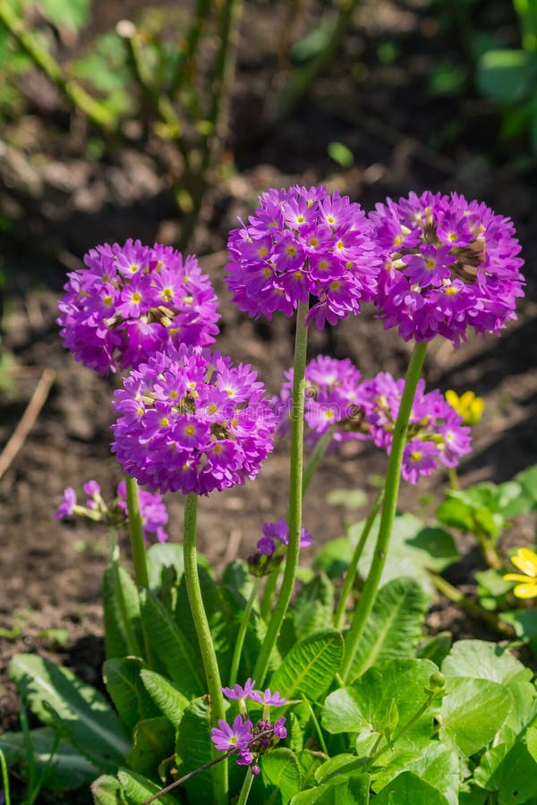 Purple Flowers in Primula Denticulata Drumstick Primula in Spring ...