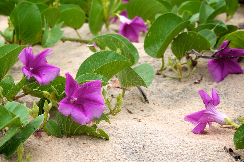 Purple Flowers in Sand on the Beach Stock Photo - Image of nature ...