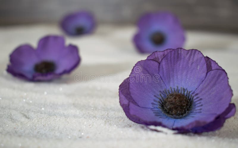 Purple flowers in the sand stock image. Image of purple - 80972543