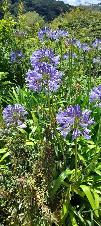 Purple Flowers Season Spring Stock Photo - Image of blossom, spring ...