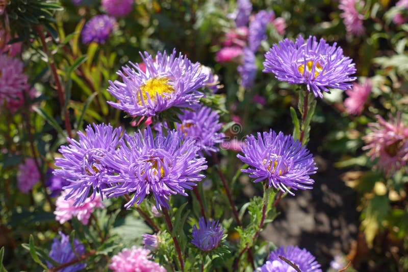Purple Flowers of Semi-double China Asters in Mid September Stock Image ...