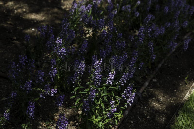Purple flowers in shadow stock image. Image of green - 101639503