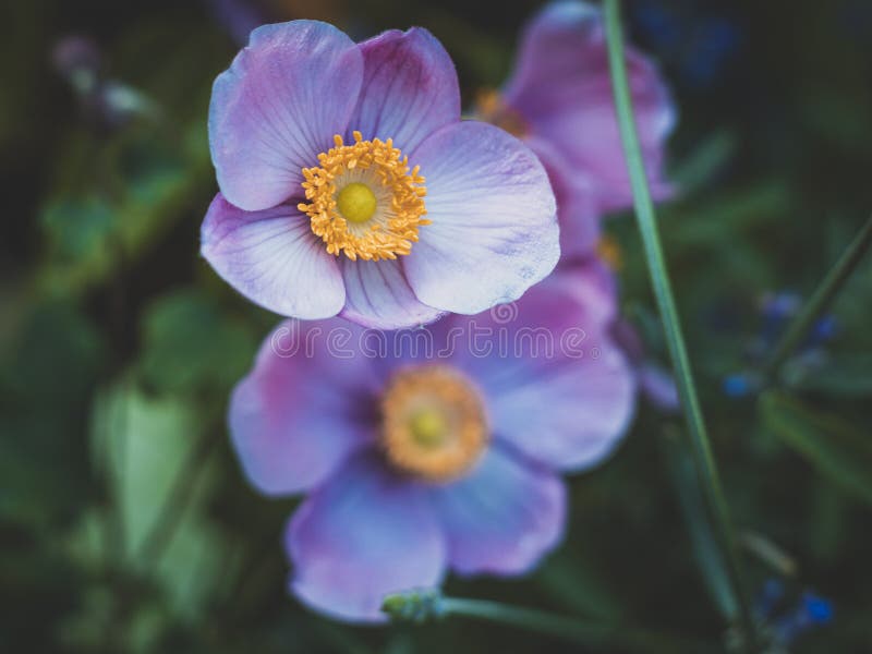 Purple Flowers in Shallow Depth of Field Stock Photo - Image of fresh ...