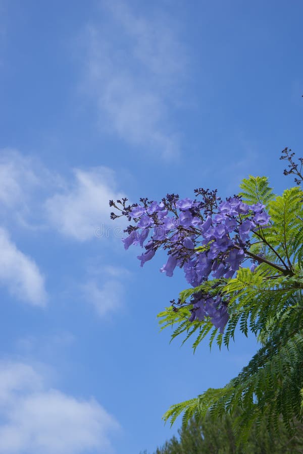 150 Wispy Tree Flowers Stock Photos - Free & Royalty-Free Stock Photos ...