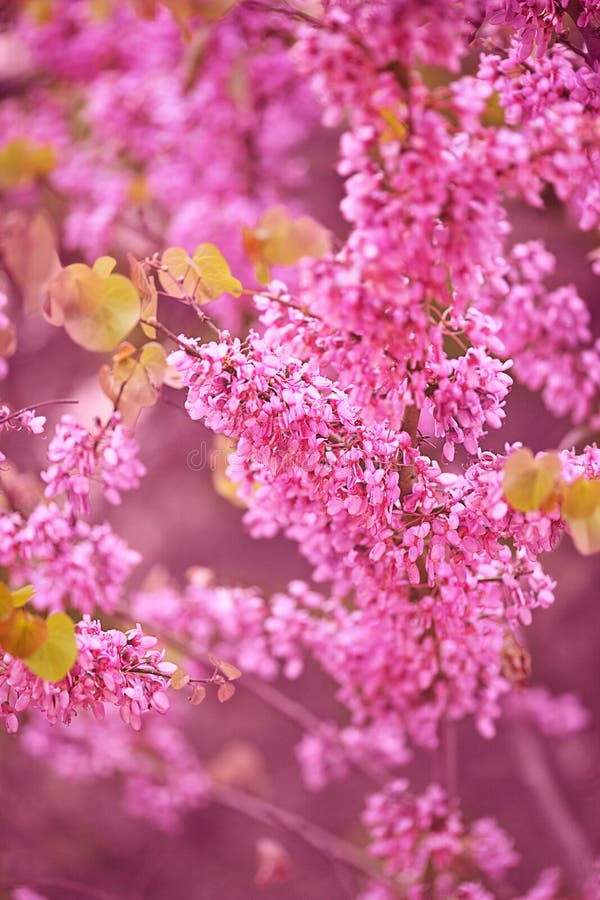 Purple flowers in spring stock photo. Image of mighty - 70501738