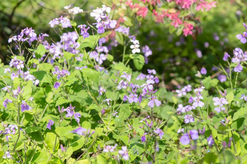 Purple flowers in spring stock image. Image of lawn - 311783221