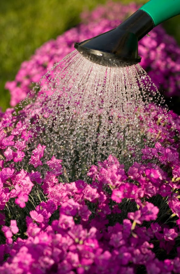 Purple Flowers and Sprinkler Stock Photo - Image of nature, summer ...