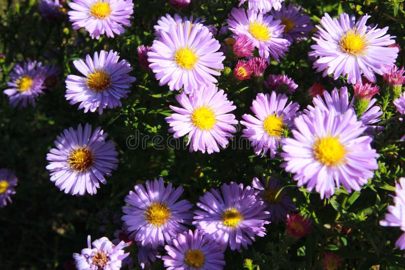 Purple flowers stars stock photo. Image of plant, petal - 232036134 Purple flowers stars stock photo. Image of plant, petal - 232036134