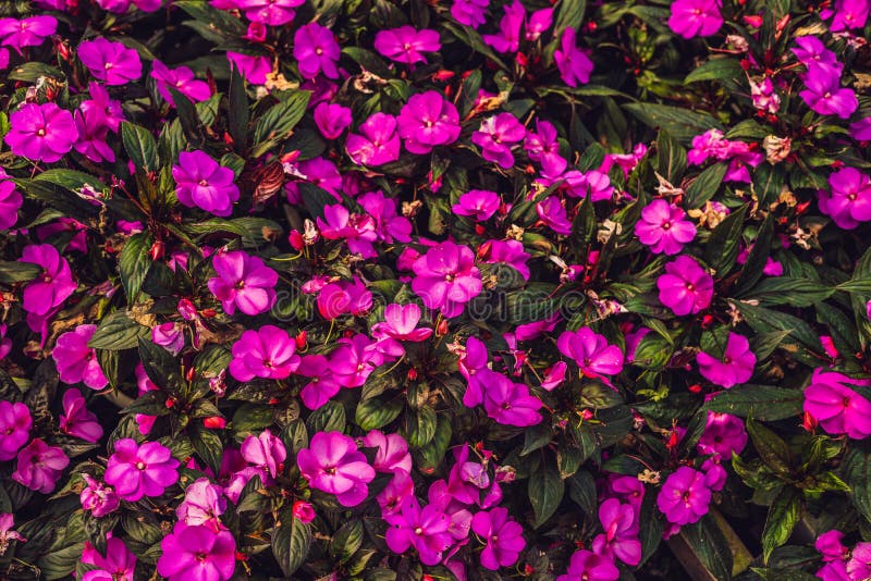 Purple Flowers Texture Closeup. Purple Flowers and Leaves Background ...