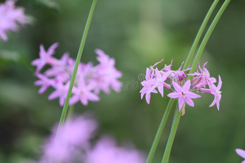 Purple Flowers Texture Closeup, Nature Concept Stock Photo - Image of ...