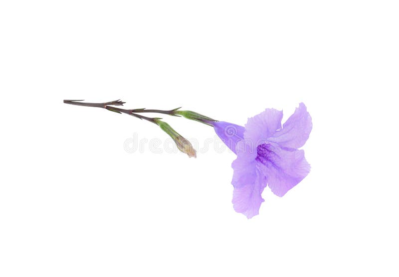 Purple Flowers Top View on White Background Stock Image - Image of ...