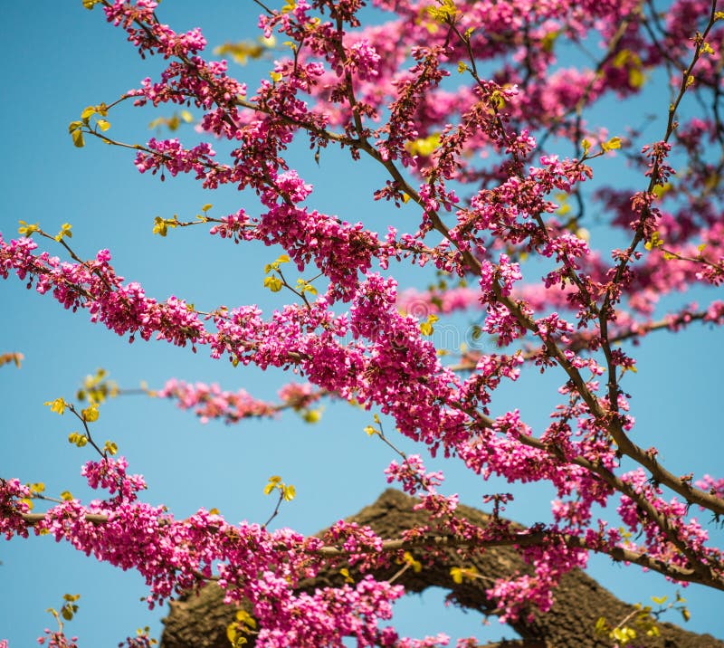 Pink Lapacho tree stock image. Image of lilac, color - 45952421