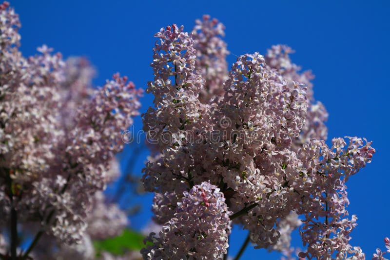 Prague Moments, Spring in Town Stock Image - Image of springtime ...