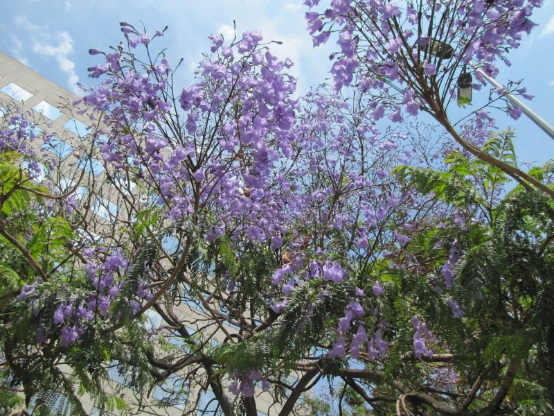Purple Flowers on Tree. the Flowering of Acacia. Stock Image - Image of ...