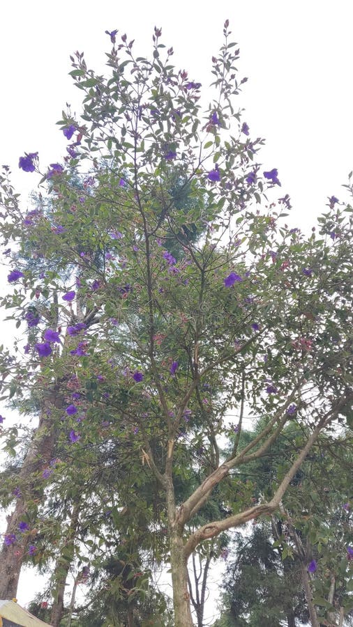 Purple Flowers Tree from Kawah Dieng Wonosobo Stock Photo - Image of ...