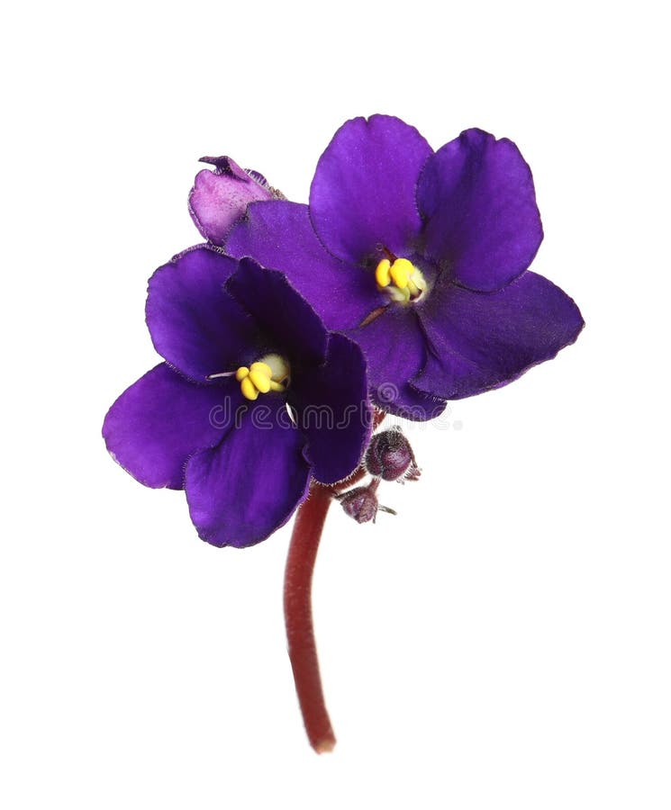 Purple Flowers of Violet Plant on White Stock Image - Image of african ...