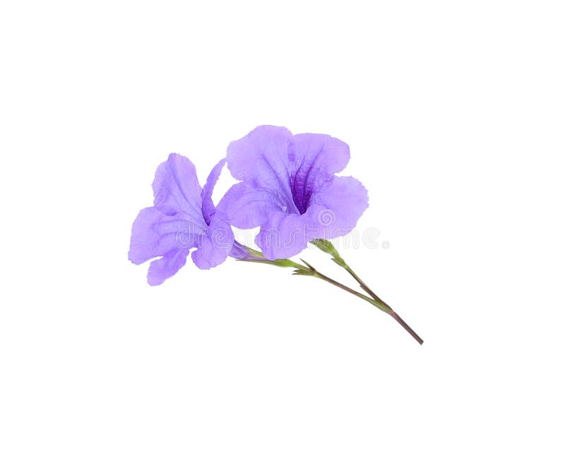 Purple Flowers on White Background Stock Photo - Image of detail ...